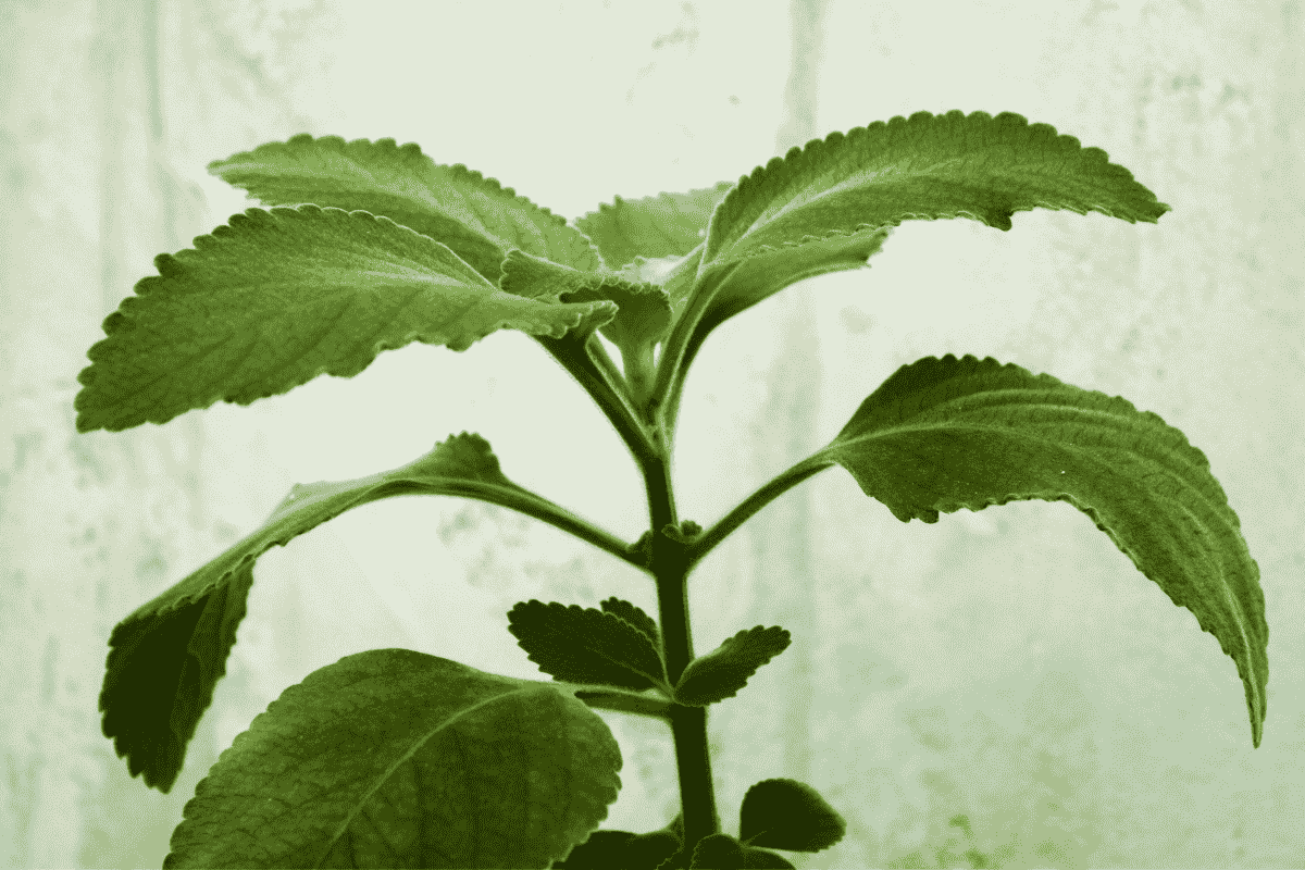 Benefícios do Boldo: Planta Medicinal para Melhorar a Digestão
